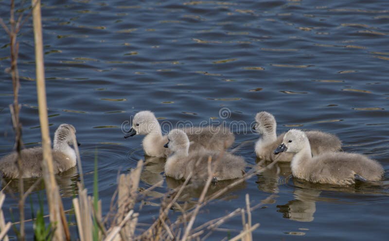 Day old cygnet chicks stock image. Image of juveniles - 148087973