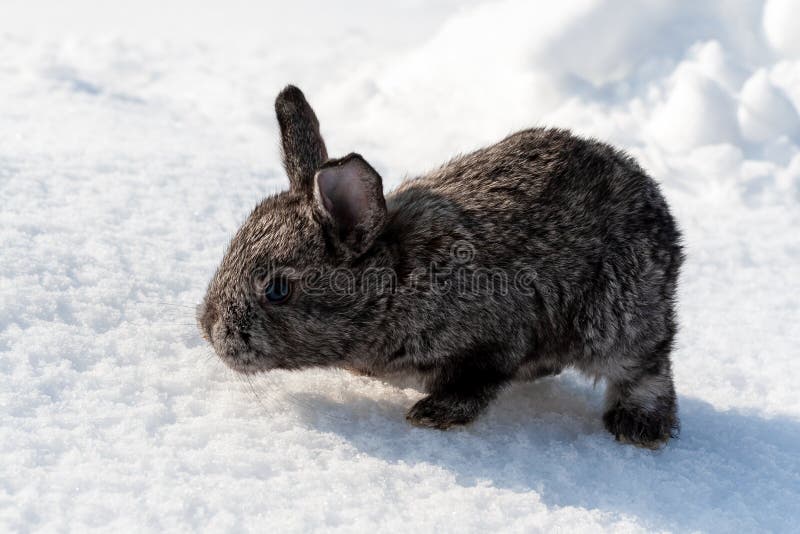25 Day Old Rabbit. Little Gray Rabbit Posing in the Snow. 2023 is the ...