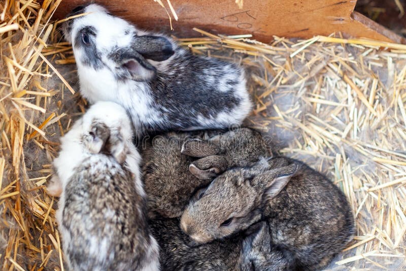 20 Day Old Rabbits. a Brood of Multi-colored Rabbits in the Nest Stock ...