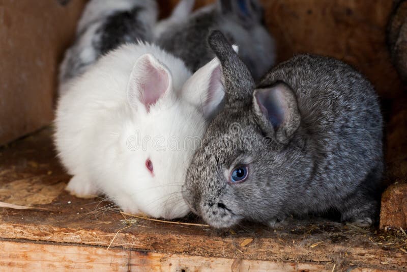 29 Day Old Rabbits. Curious Little Rabbits in the Nest Stock Image ...