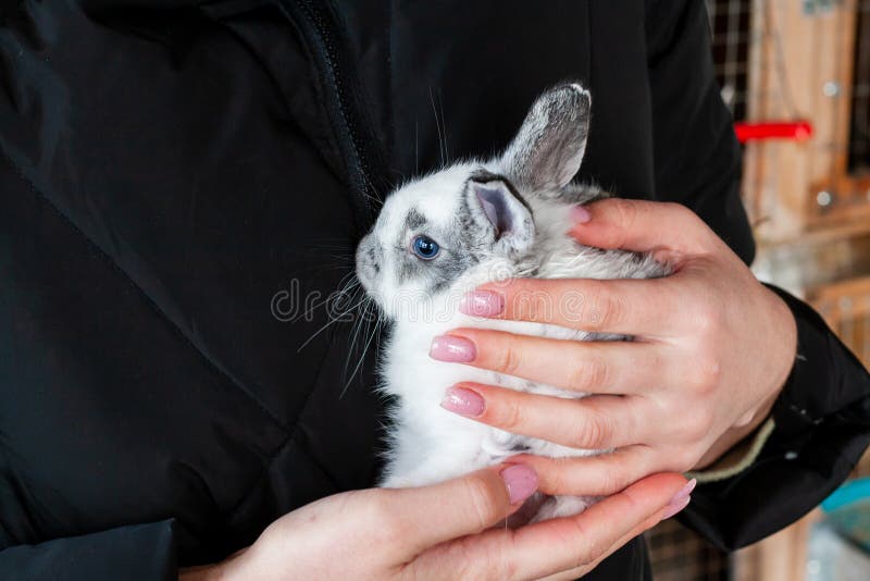 29 Day Old Rabbits. Motley Little Rabbit in Ladies` Hands Stock Image ...