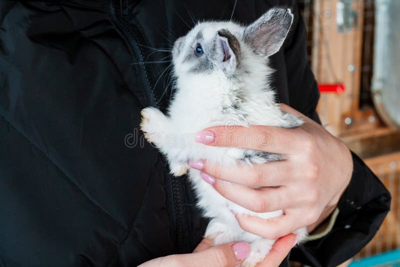 29 Day Old Rabbits. the Hostess Presses a Little Rabbit To Her Chest ...