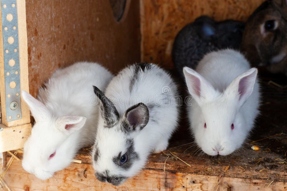 29 Day Old Rabbits. Little Fluffy Curious Rabbits Stock Photo - Image ...