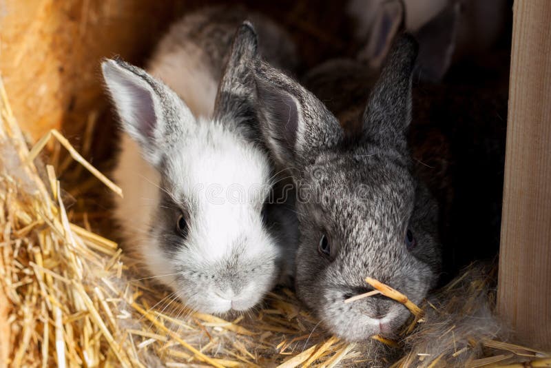 29 Day Old Rabbits. Little Fluffy Rabbits Look Out of the Nest Stock ...