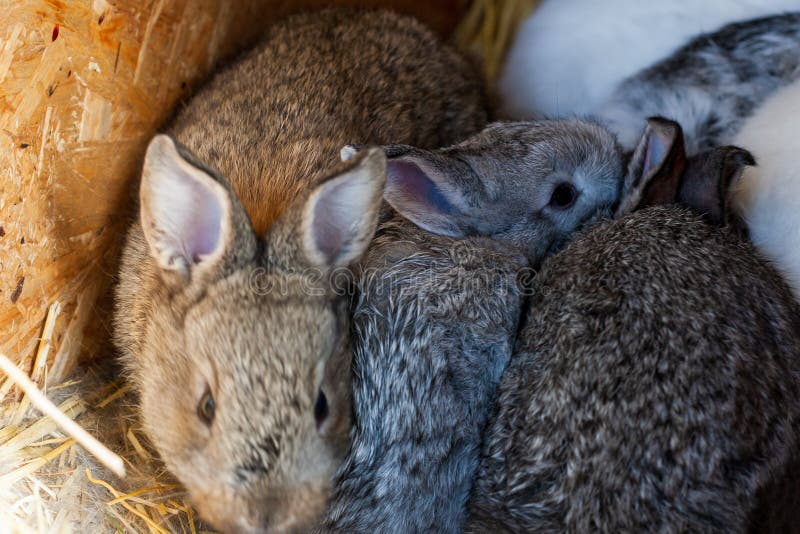 29 Day Old Rabbits. Little Fluffy Rabbits in the Nest Stock Photo ...