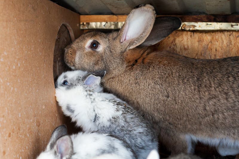 Rabbits with Mother in a Cage. 29 Day Old Rabbits. Brave Little Bunny ...