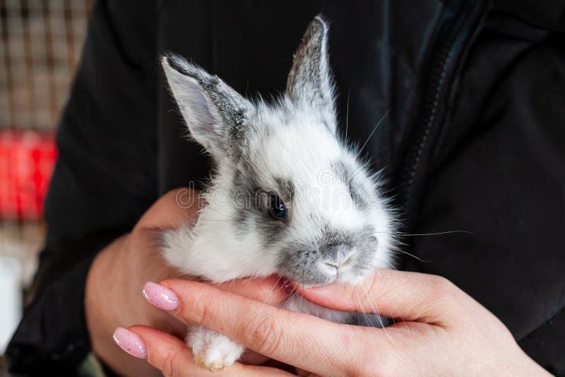 29 Day Old Rabbits. Motley Fluffy Little Rabbit in the Hands of the ...