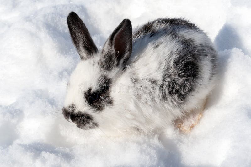 29 Day Old Rabbits. Motley Little Rabbit in Ladies` Hands Stock Image ...