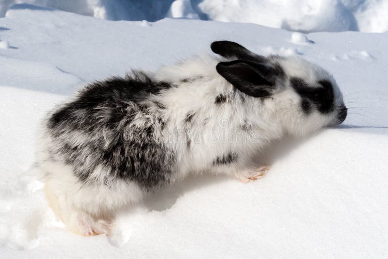 29 Day Old Rabbits. Motley Little Rabbit in Ladies` Hands Stock Image ...