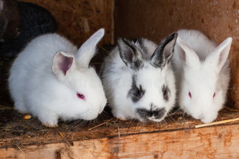 29 Day Old Rabbits. Three Little Fluffy Curious Rabbits Stock Photo ...