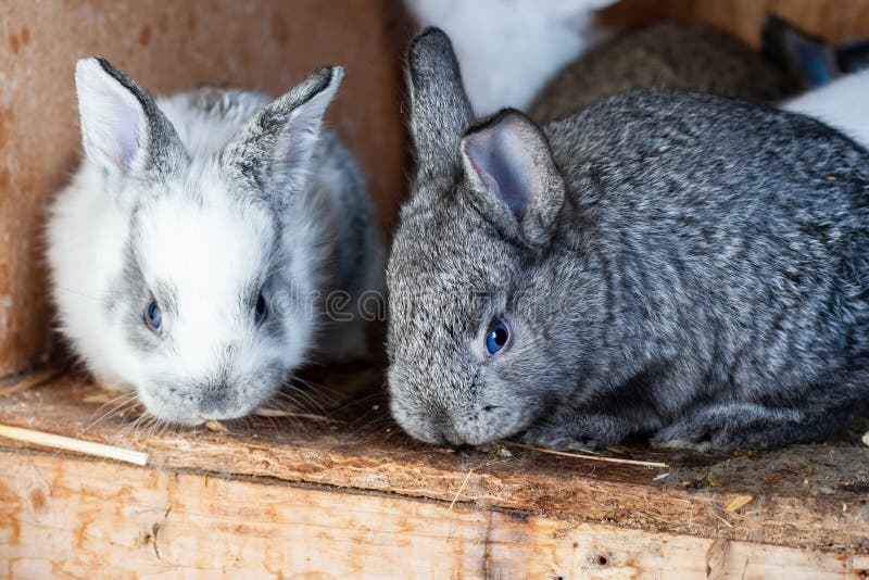 29 Day Old Rabbits. Two Curious Little Rabbits. Year of the Rabbit ...