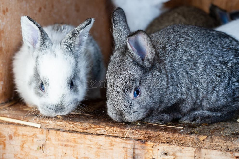 29 Day Old Rabbits. Two Curious Little Rabbits. Year of the Rabbit ...