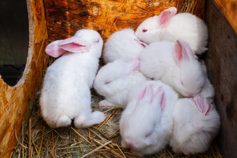 Rabbits of the White Giant Breed Stock Photo - Image of livestock, hare ...