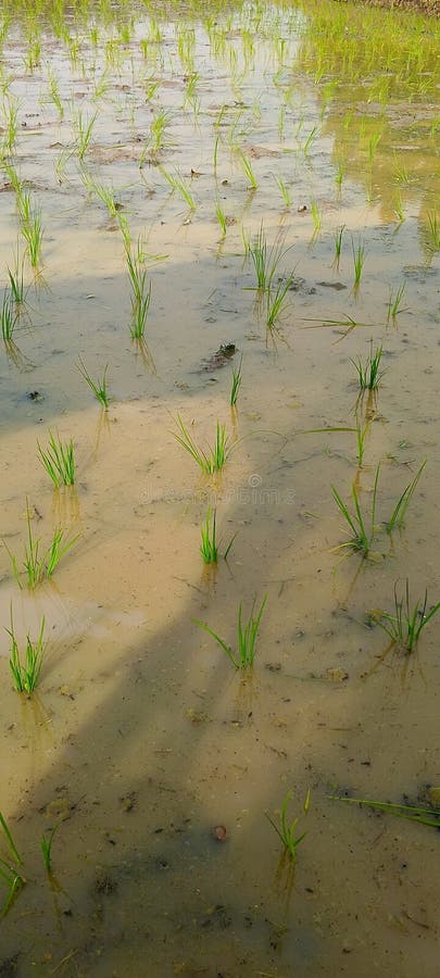 3 day old rice plant stock photo. Image of days, plants - 382208330