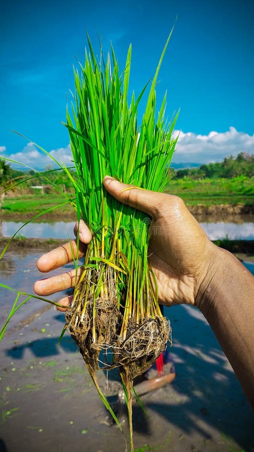 20 Day Old Rice Seeds Ready To Be Planted in the Fields Stock Photo ...