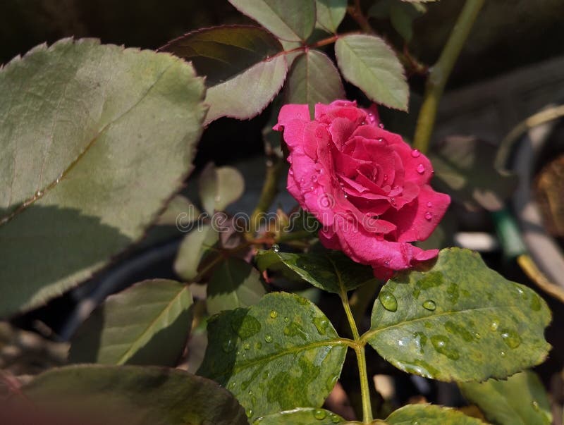 During the Day, Red Roses are Sprinkled with Water To Keep Them Fresh ...