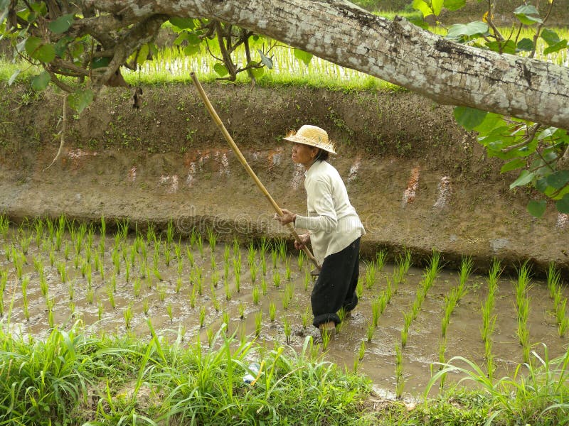 Day in the rice field editorial image. Image of asia - 36766915