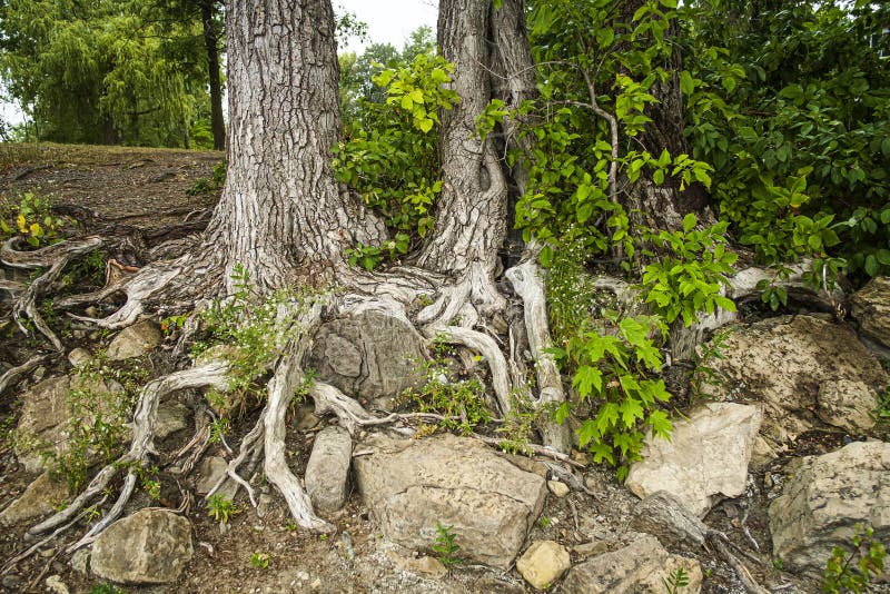 Series of Two Trees with Rocks and Roots Showing Stock Image - Image of ...