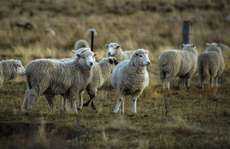 A day in the sheep farm stock photo. Image of mammal - 184937624