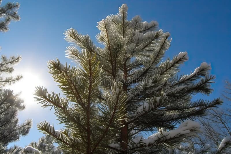 Day Sunny Clear Scene Forest Wintry Snow Pine Sprigs Sky Blue Tree Pine ...