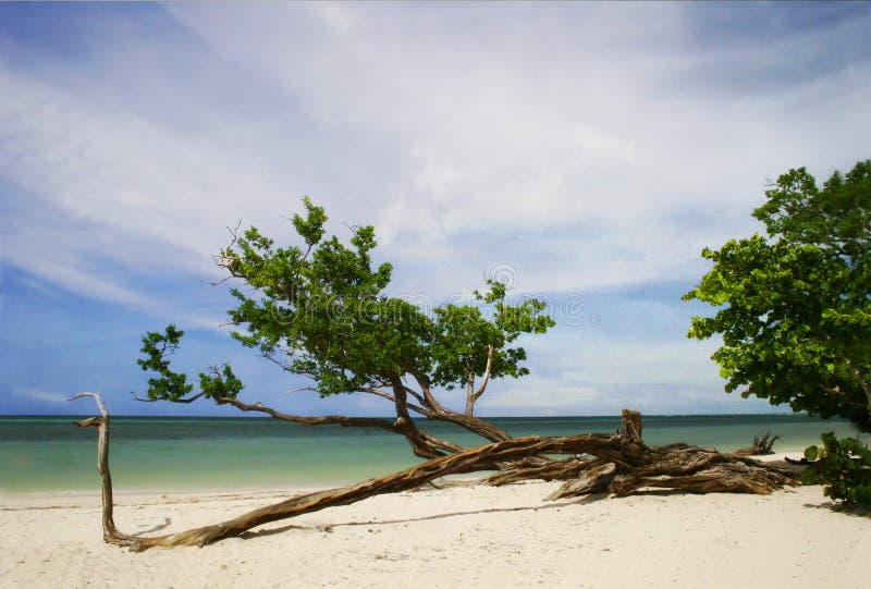 Autumn Leaves stock image. Image of fall, ground, japanese - 309057