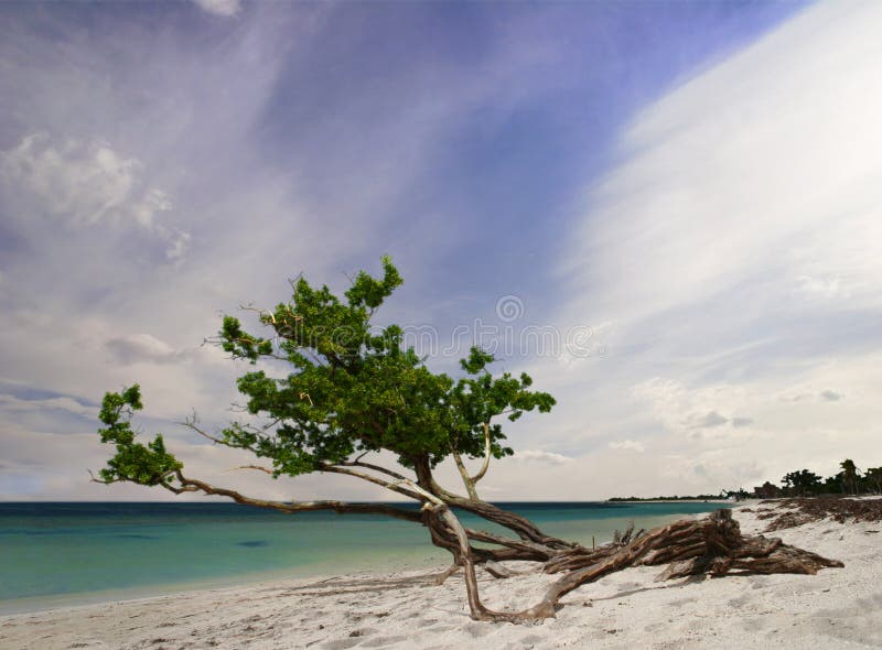 Day time beach tree stock photo. Image of playa, clouds - 3431356