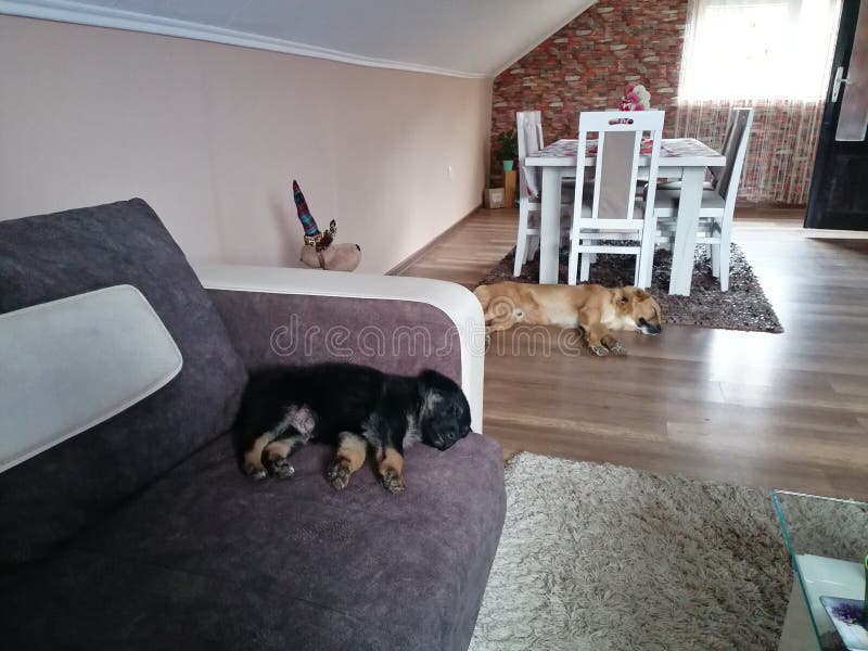 Day Time Napping for Pet Dogs Stock Photo - Image of room, furniture ...