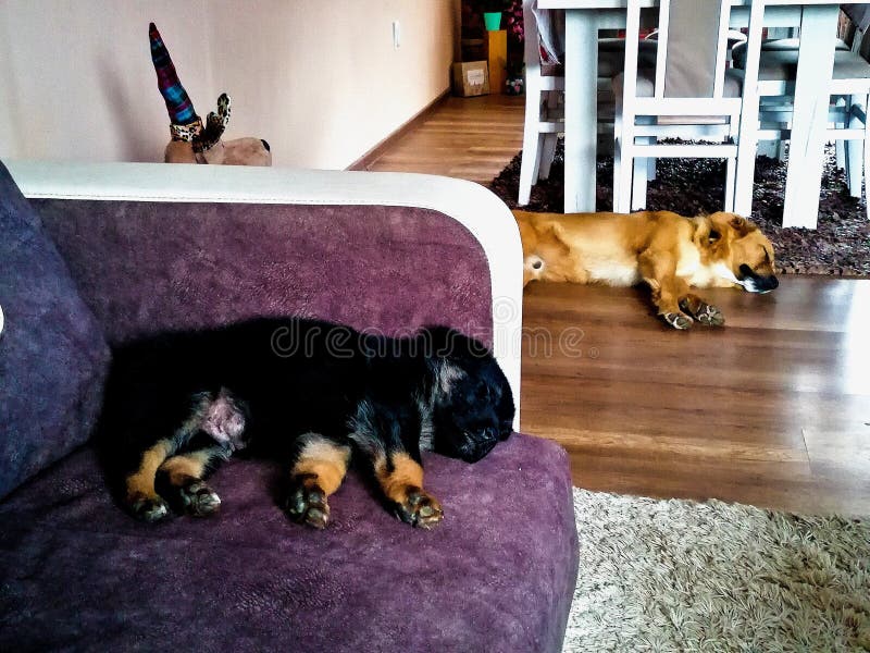 Day Time Napping for Pet Dogs Stock Photo - Image of pets, time: 262870290