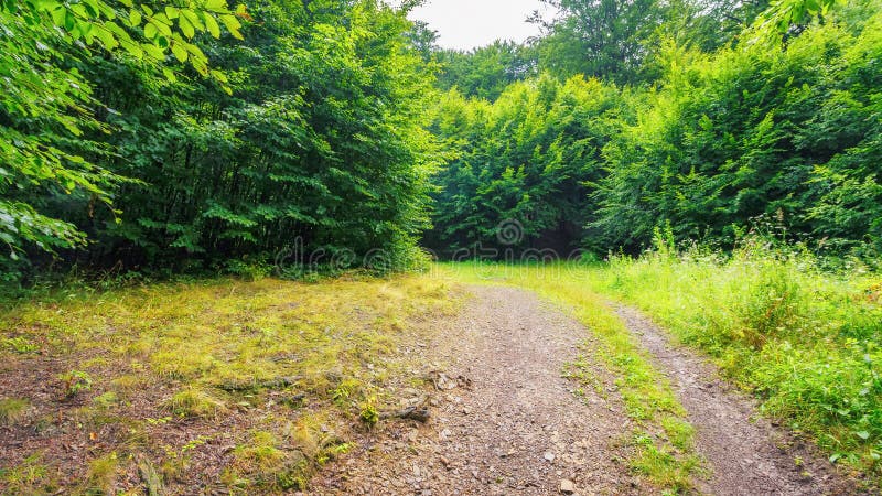 Day Trip through Beech Forest with Beautiful Scenery Stock Image ...