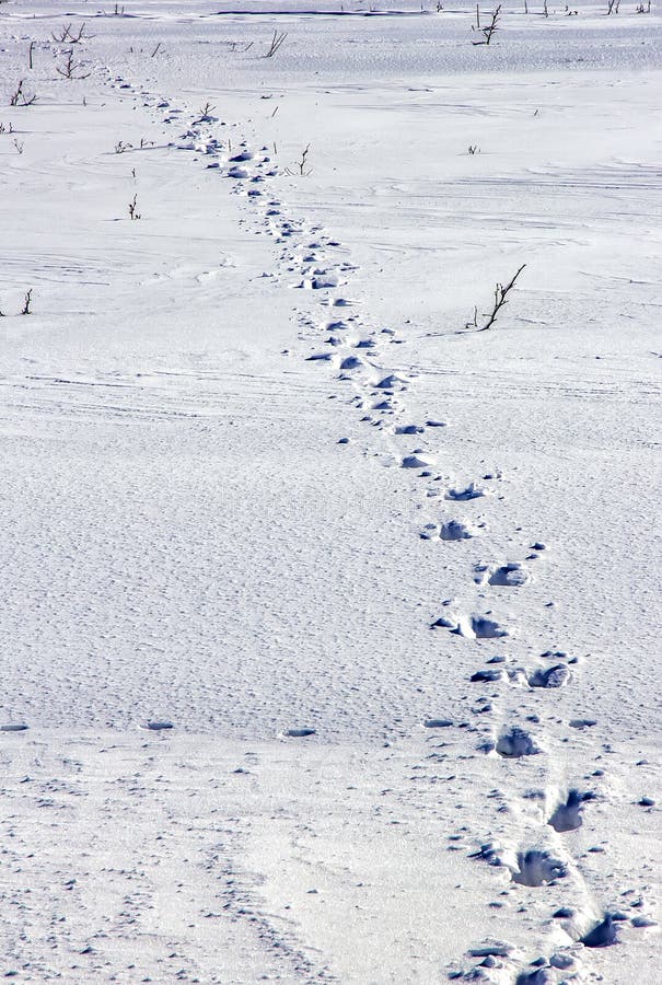 Day View of Human Traces on Snow in the Field Stock Photo - Image of ...