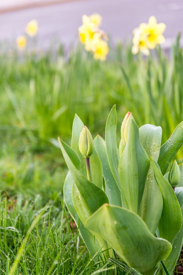 Day View of New Tulips Outdoor Town Stock Image - Image of nature ...