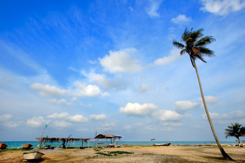 Day View of Sand Beach with Coconut Tree Stock Photo - Image of summer ...