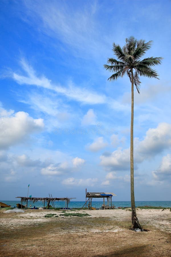 Day View of Sand Beach with Coconut Tree Stock Photo - Image of travel ...