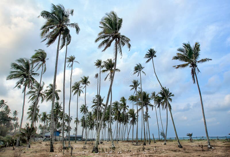 Day View of Sand Beach with Coconut Trees Stock Image - Image of nature ...
