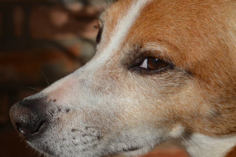 This is my great friend stock photo. Image of wind, wich - 144532938