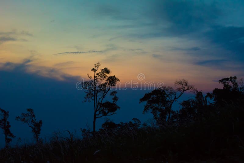Daybreak forest tree stock photo. Image of ghost, bush - 72231552