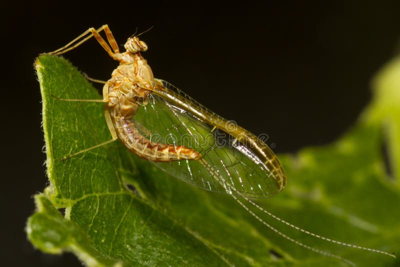 Dayfly stock photo. Image of dayfly, mayfly, small, insect - 31595004