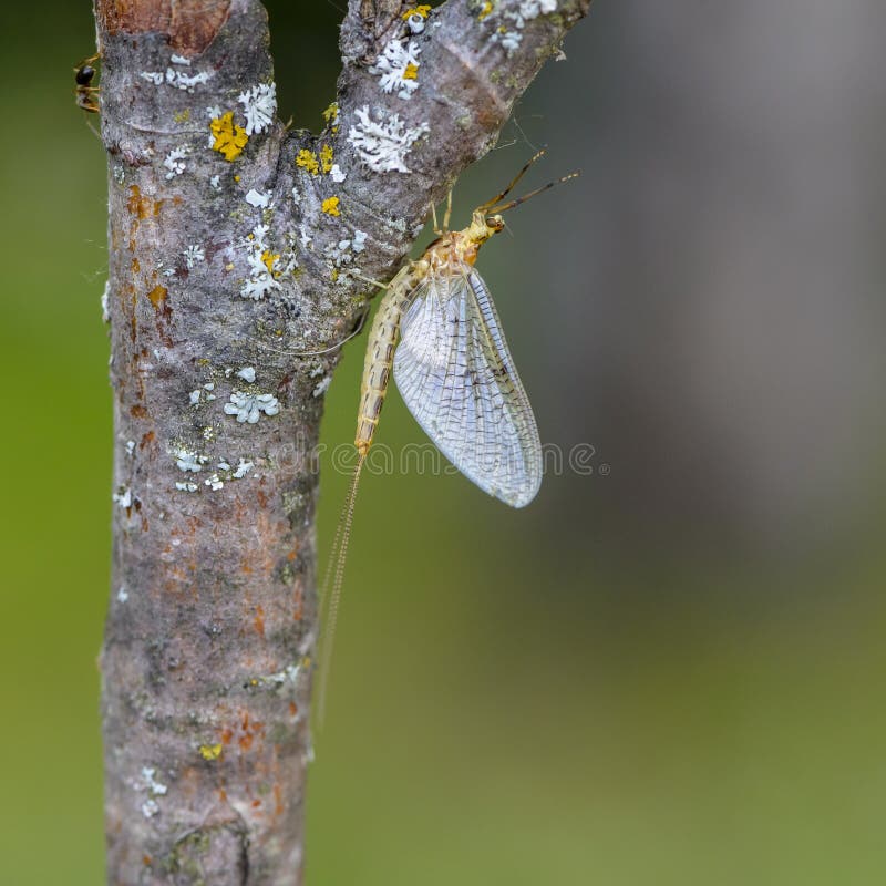 Dayfly sits on the trunk stock photo. Image of colors - 121674668