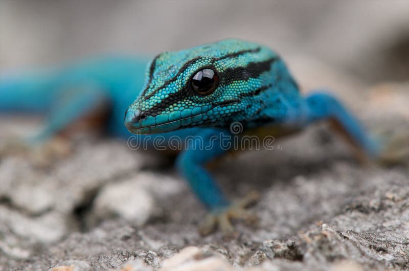 Salamandra azul eléctrica foto de archivo. Imagen de guillermo - 36853260