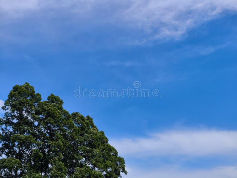 Daylight Friendship with Trees Stock Image - Image of grass, friendship ...