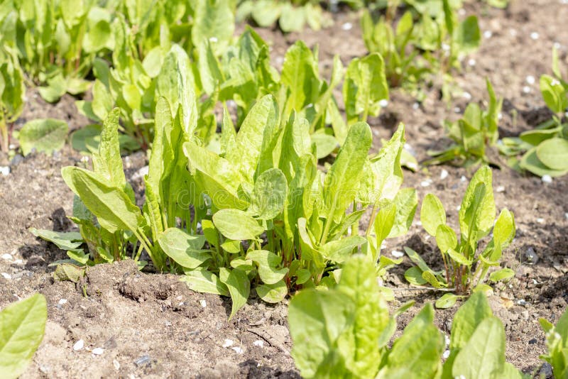 Daylight. Garden. Sorrel Grows on it. Close-up Stock Image - Image of ...