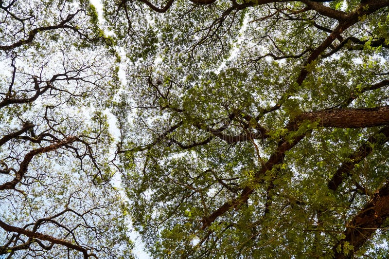 Daylight through the Leaves Stock Photo - Image of pattern, high: 51397704