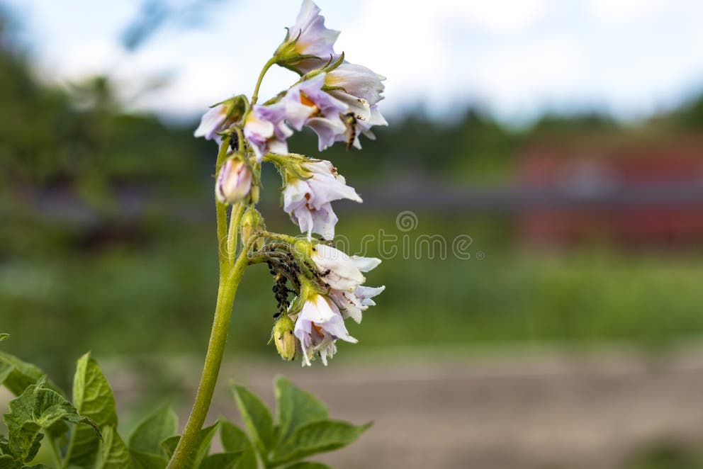 Daylight. Potato Flower on it is a Small Insect that Eats it Stock ...