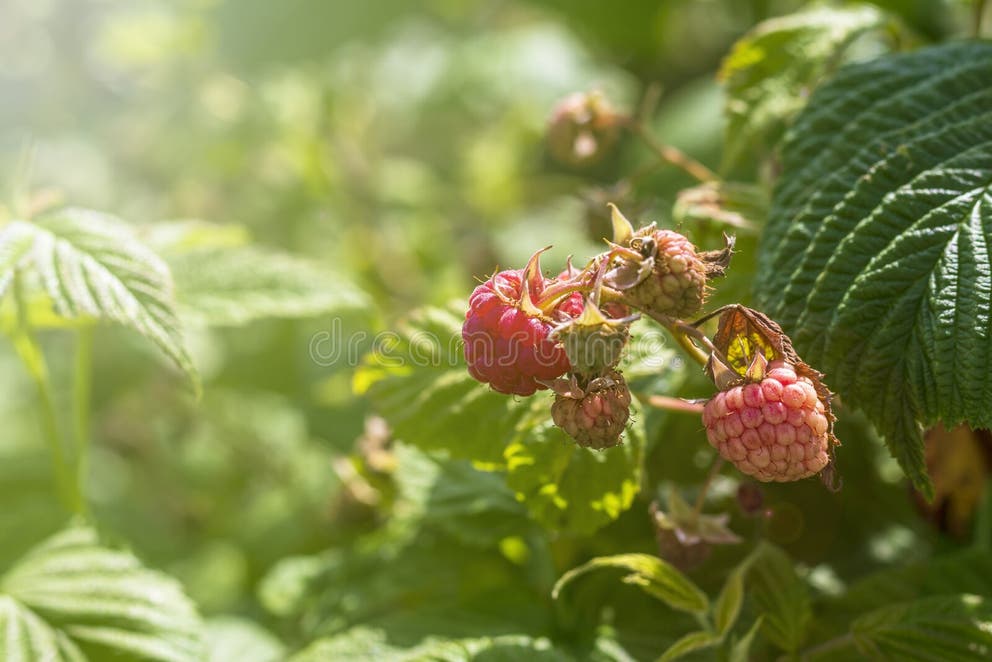 Daylight. Raspberry Bush on it is a Red Berry. Ripened Stock Image ...