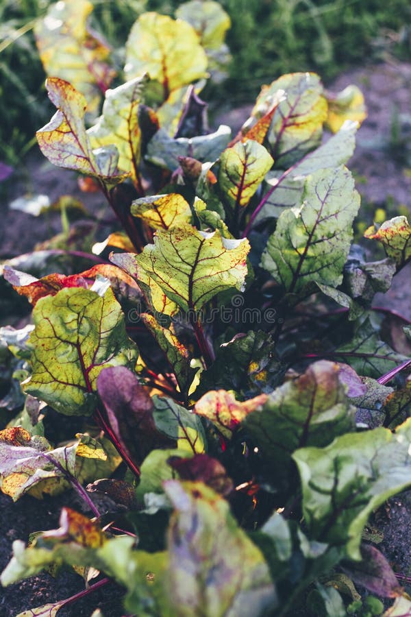 Daylight. Red Beets in the Garden Stock Photo - Image of gardening ...