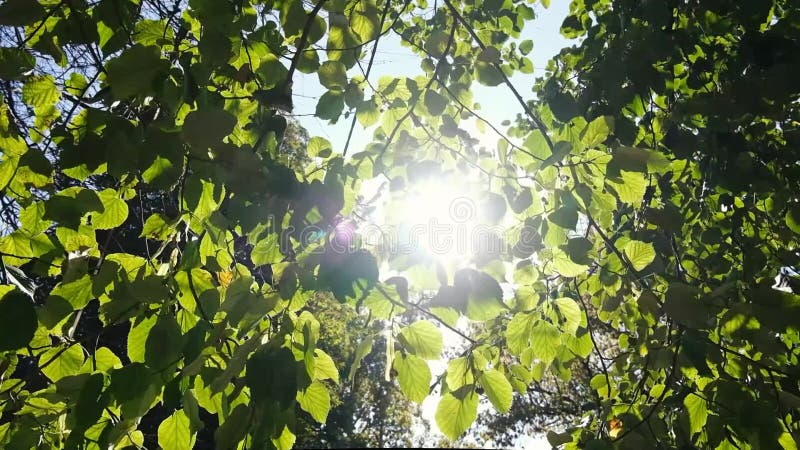 Light Reflecting through Leaves of Tree Stock Video - Video of daylight ...