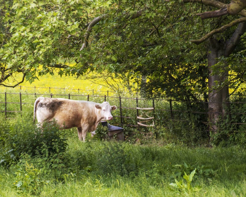 Daylight Shot of a Cow in the Field Under a Tree Stock Photo - Image of ...