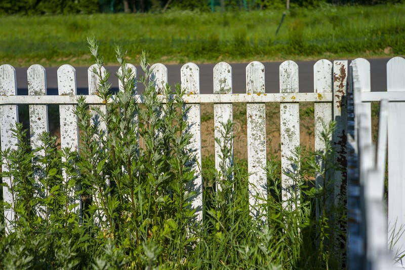 Overgrown plot and fence stock photo. Image of overgrown - 252112078