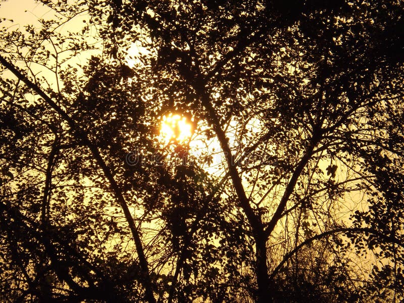 Daylight Sun among the Tree Stock Image - Image of tree, daylight ...