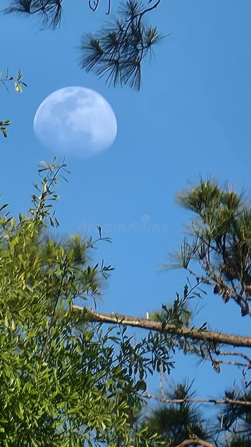 A Daylight View of the Moon Stock Photo - Image of animal, grass: 277351306